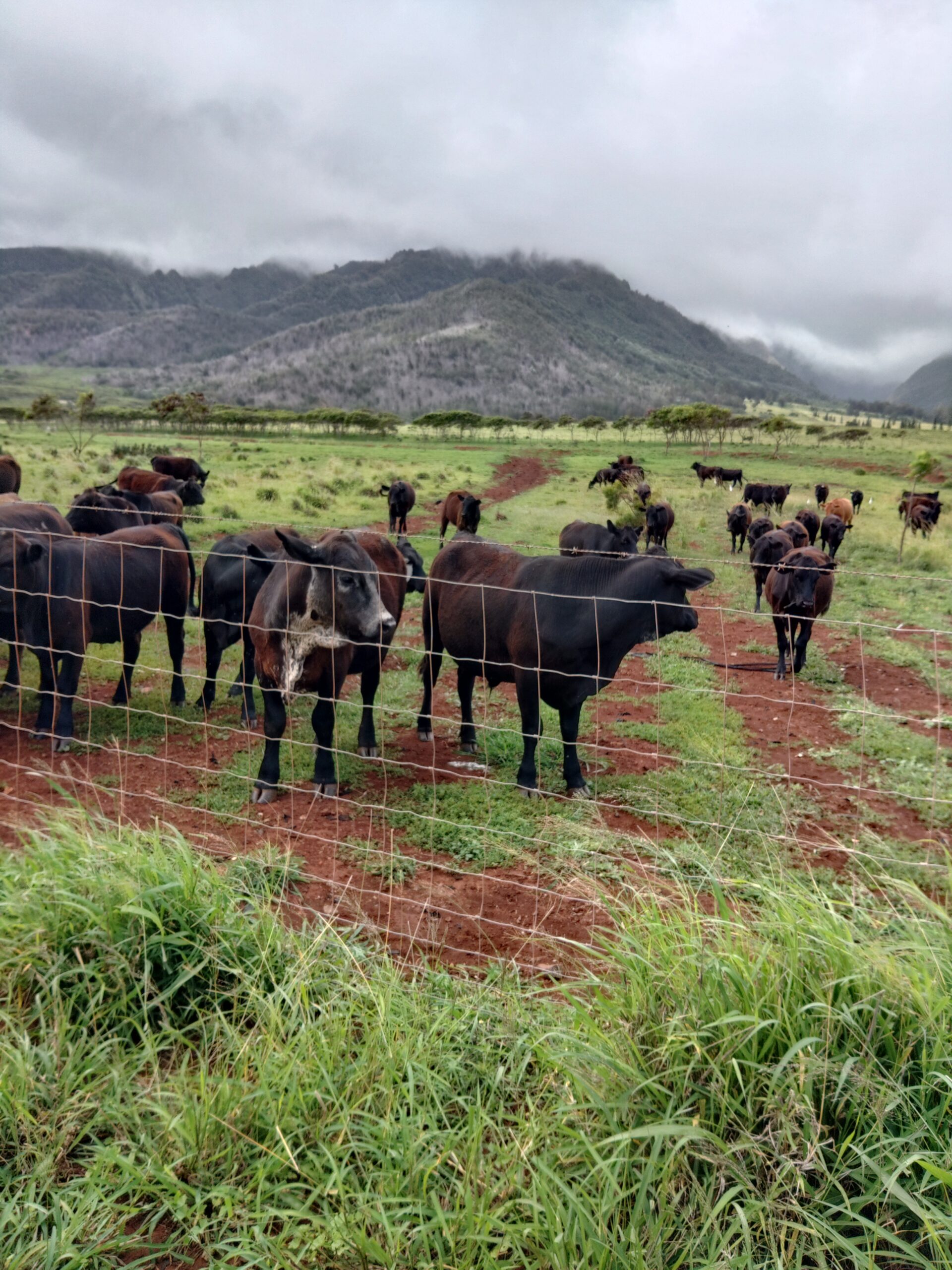 Rising ground beef prices impact ranchers, retailers and burger lovers ...